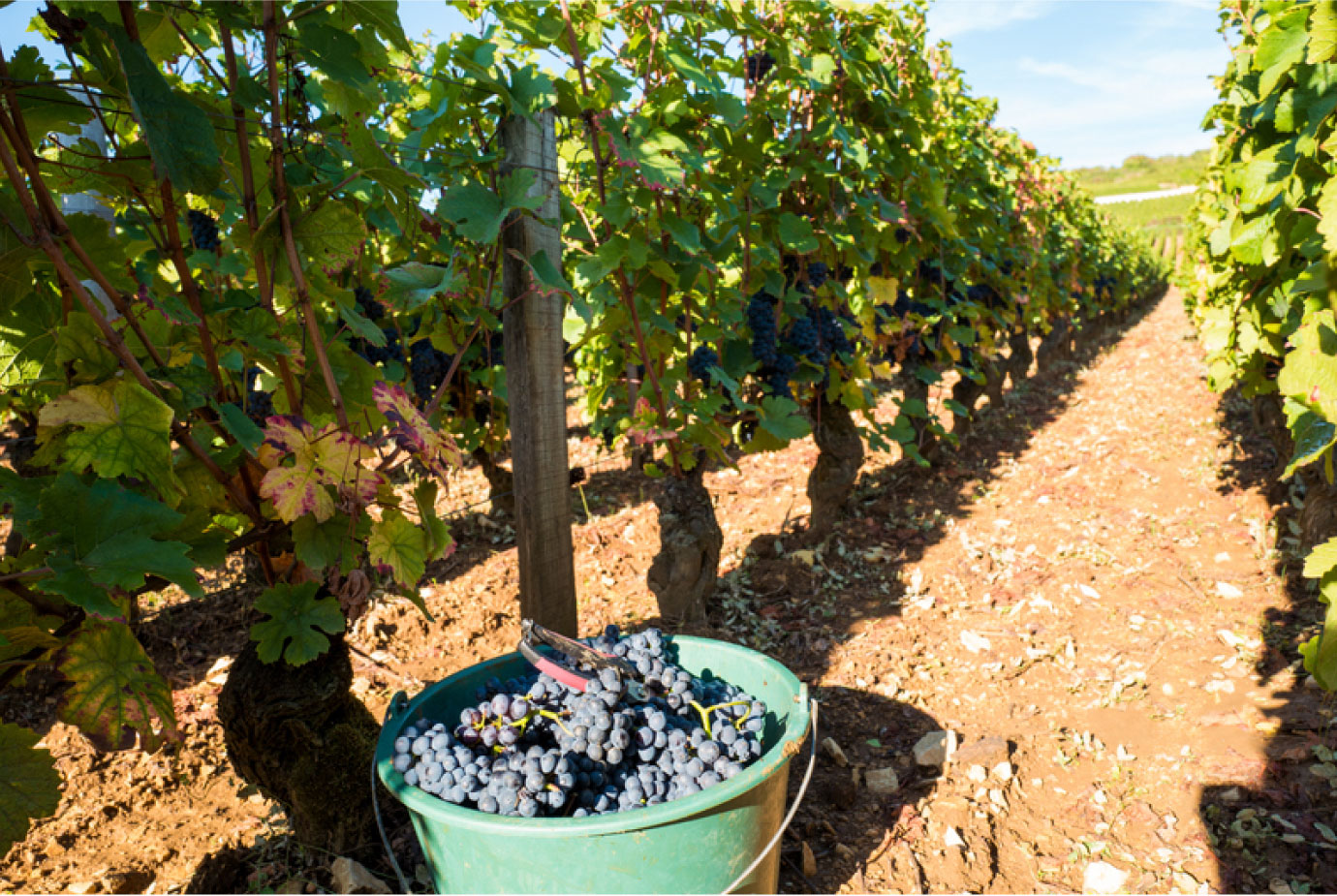 Domaine Sylvain CathiardBourgogne Rouge & Aligote大區紅、白酒 親民新風貌 - LMDT 天地人酒窖